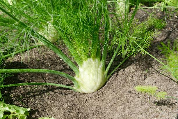 Fennel Seeds Benefits for Female Fennel seeds benefits for female